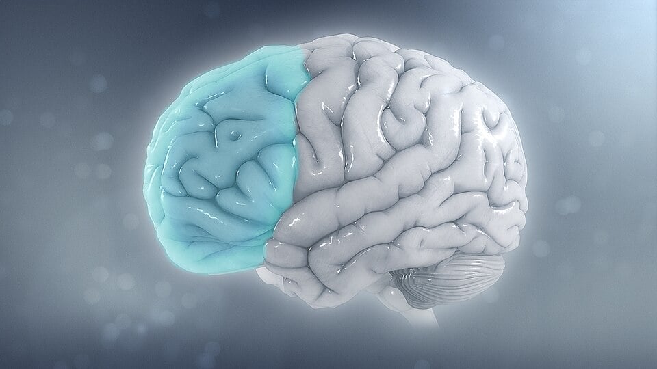ADHD Brain Structure Differences Affect Focus · Daily Beirut