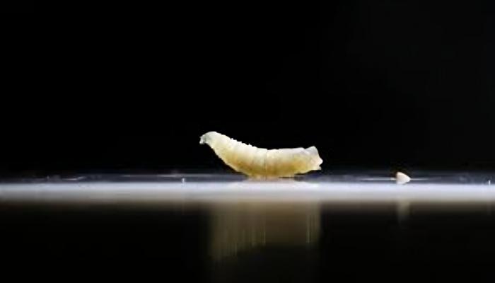 Screw Worm Infestation: 5 US Cases Threaten Texas Livestock · Daily Beirut