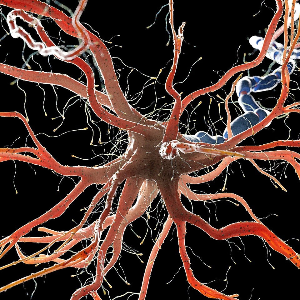 Cambridge Team Restores Nerve Fiber Growth in Lab Models · Daily Beirut